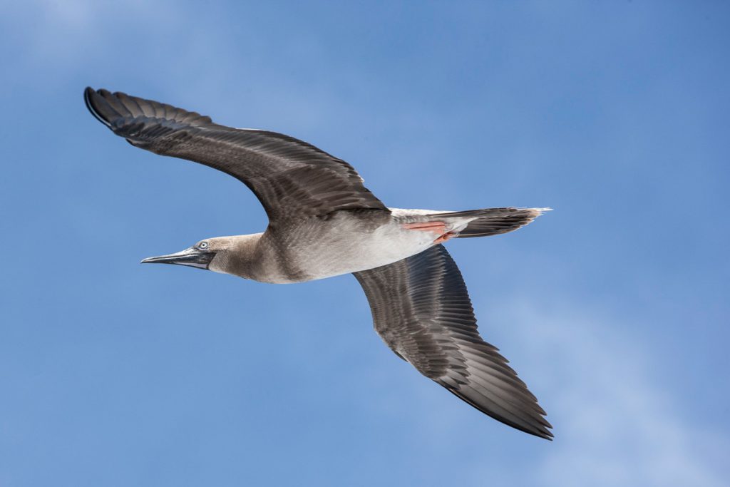 Sentinel Species – Fondation Bertarelli