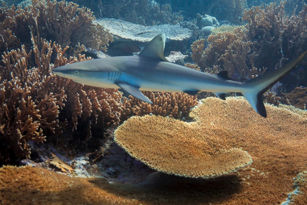 Sentinel Species – Fondation Bertarelli